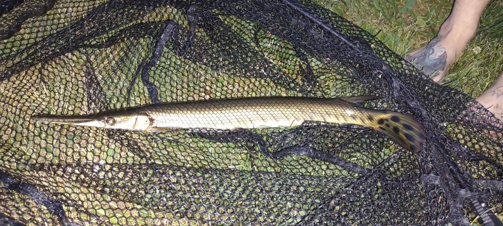 Shortnose Gar from Colona, IL, USA on 02 June, 2023 at 08:44 PM by ...