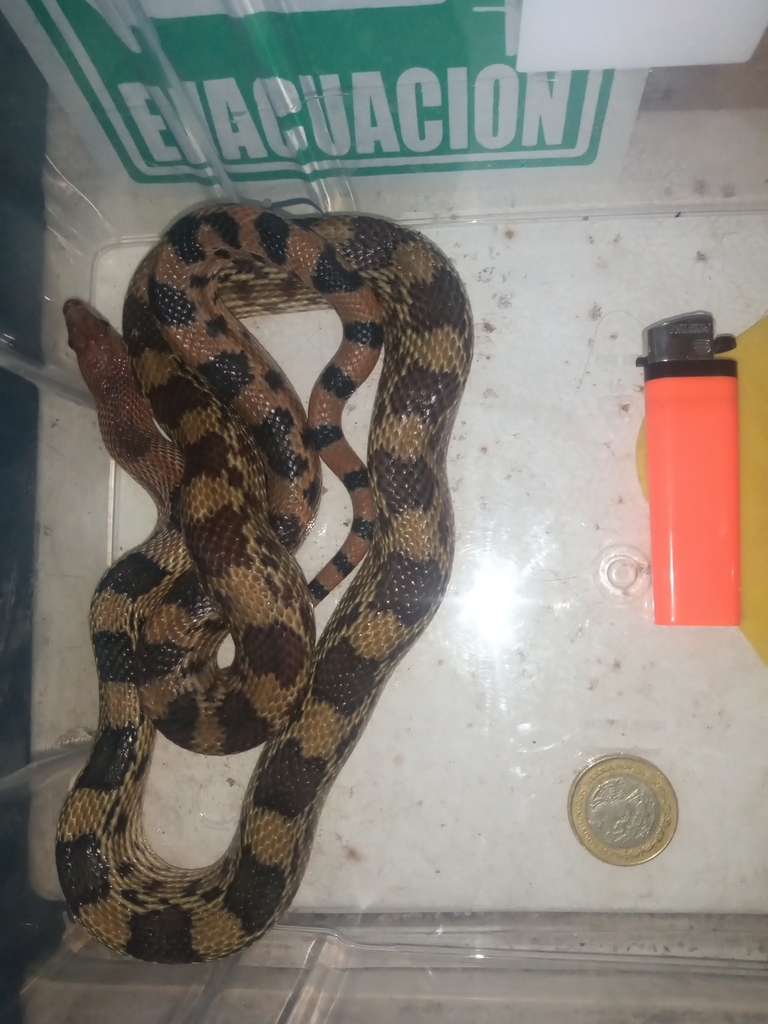 Mexican Bull Snake from 75492 Pue., México on June 2, 2023 at 08:25 PM ...