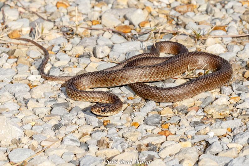 Eastern Yellow-bellied Racer from Vermilion Parish, LA, USA on November ...