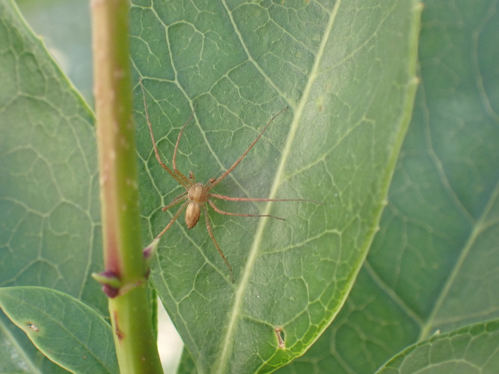 Running Crab Spiders from Saijocho Saijo, Higashihiroshima, Hiroshima ...