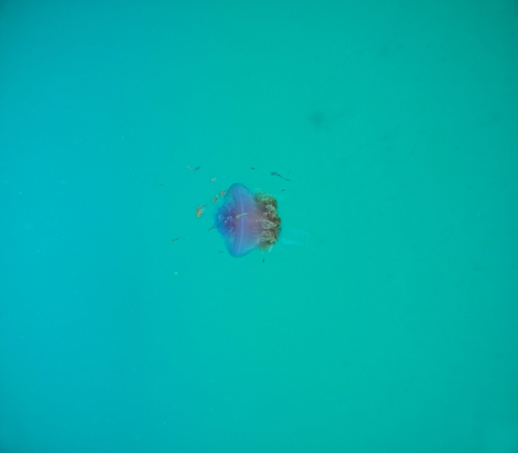 Cephea from Kirra Reef on June 03, 2023 at 01:53 PM by Richard Bennie ...