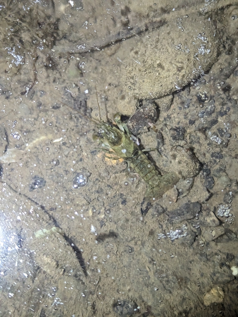 Northern Clearwater Crayfish from Jamesville, NY 13078, USA on June 03 ...