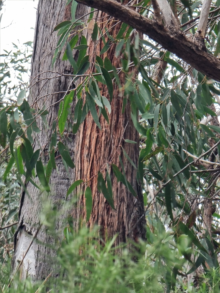 Red Stringybark from Pentland Hills VIC 3341, Australia on May 31, 2023 ...