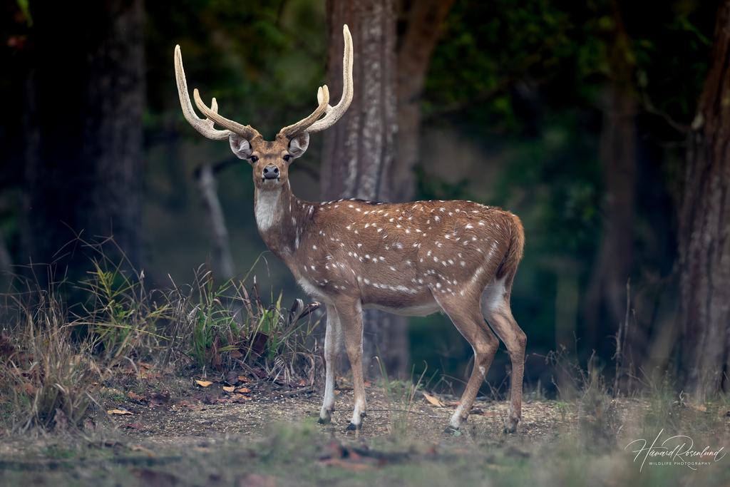 Sigue suelto el axis que merodeaba el Río Bravo; ¿qué hacer si te topas ...