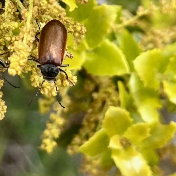 Omophlus from Μονοπάτι 10, Αγία Παρασκευή, Αττική, GR on May 1, 2023 at ...