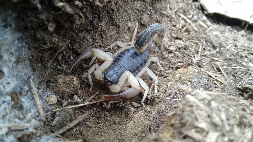 Hadrurus pinteri from 22967, Ensenada, BC , MX on November 25, 2018 at ...