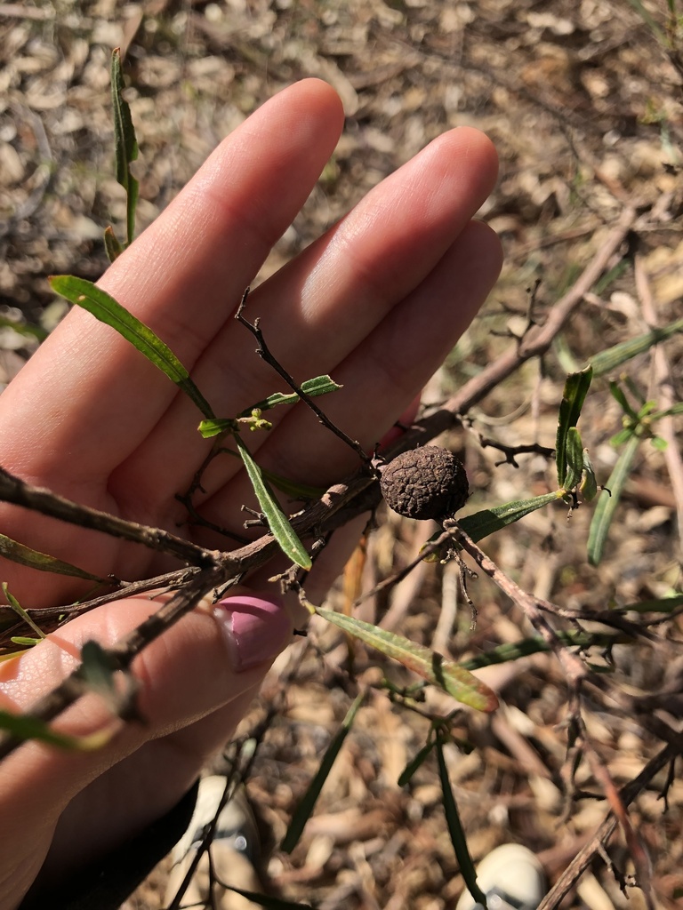 Varnish Wattle from Dean St, Albury, NSW, AU on June 3, 2023 at 10:18 ...