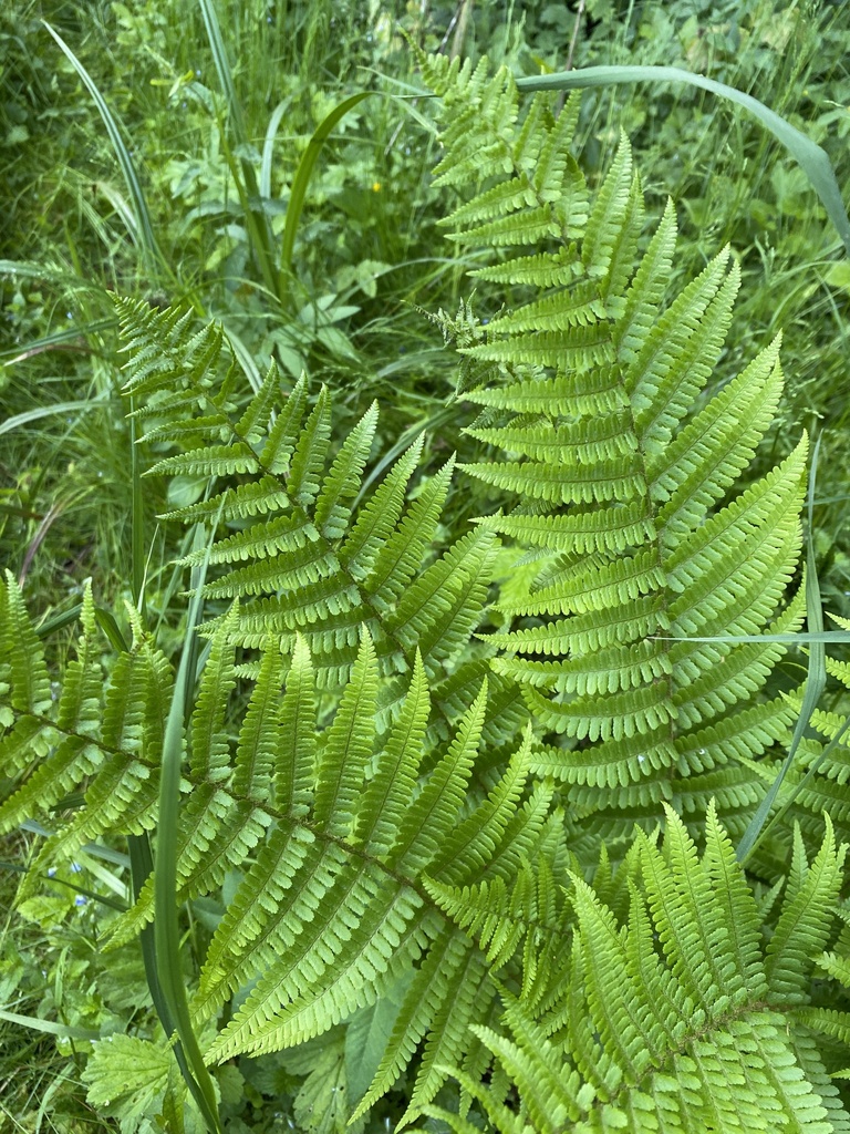 male fern from Гресский, Минская область, BY on June 3, 2023 at 08:45 ...