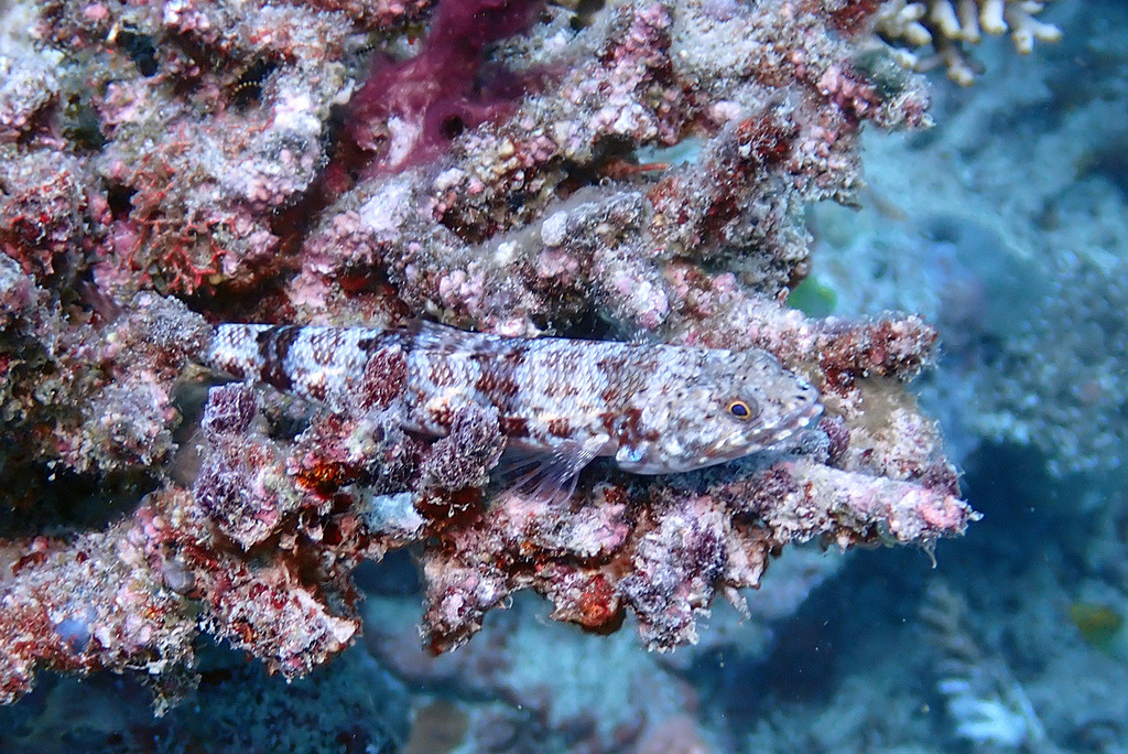 Variegated Lizardfish in March 2023 by Carol Kwok · iNaturalist