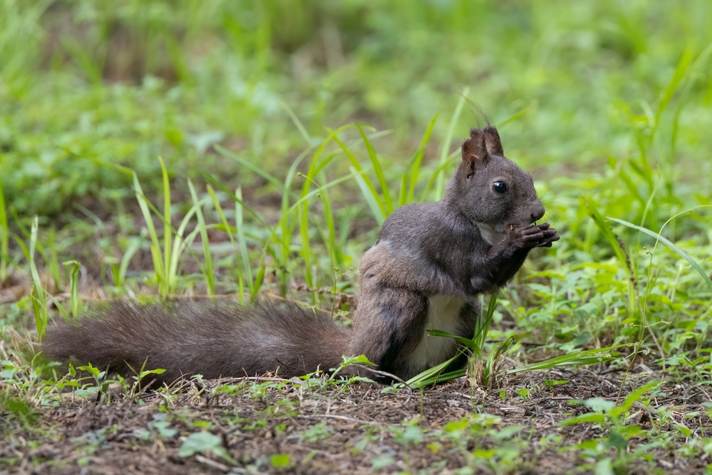 Eurasian Red Squirrel from Nanjing, CN-JS, CN on May 1, 2023 at 04:00 ...