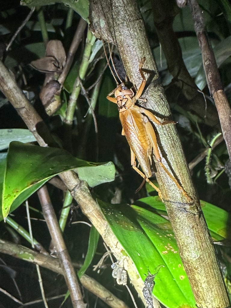 Gryllacris signifera from Singapore Island, SG on June 3, 2023 at 09:13 ...