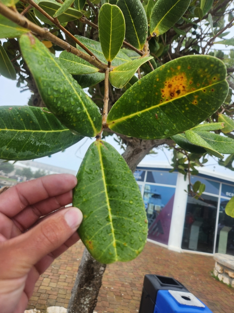 Madagascar Olive from Ferry Stop, Bermuda on June 3, 2023 at 11:36 AM ...