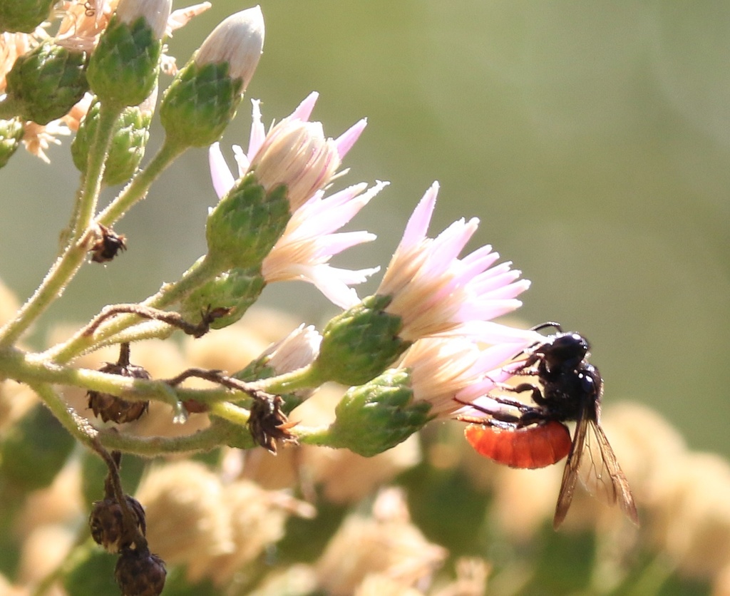 Euaspis erythros in June 2023 by Bernardine Altenroxel · iNaturalist