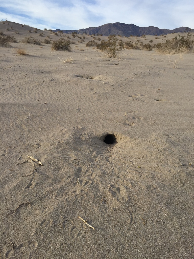 Kangaroo Rats from Death Valley National Park, Inyokern, CA, US on ...