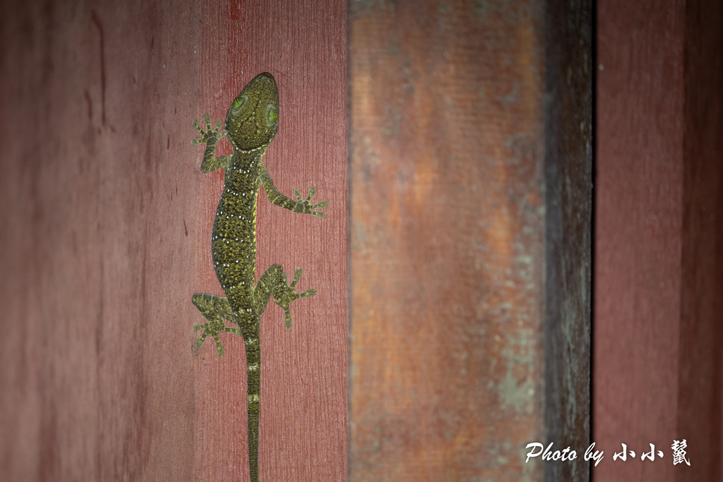 Southern Green-eyed Gecko from Jerantut, 彭亨州, MY on June 3, 2023 at 11: ...