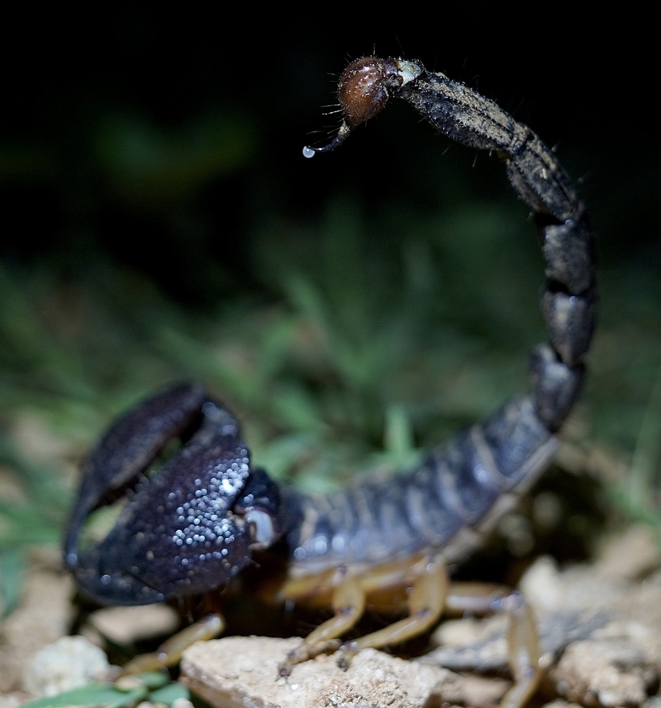 Giant Forest Scorpion from Palani, Dindigul, TN, IN on June 2, 2023 at ...
