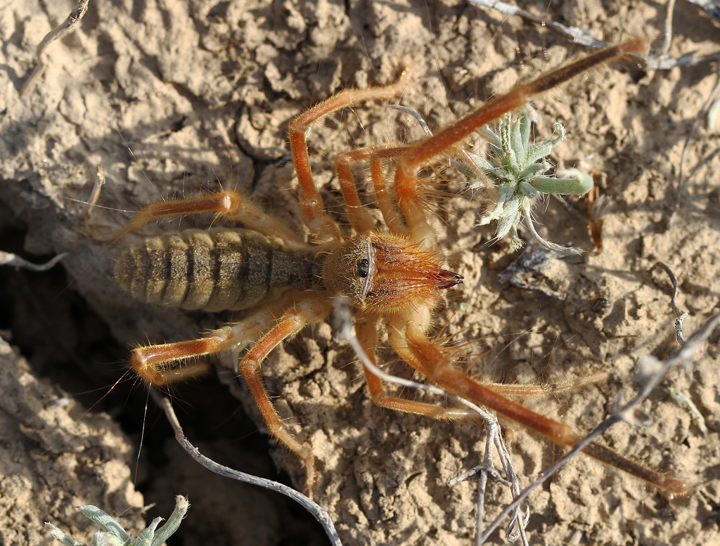 Galeodes caspius from Kol'shengel', Almaty, Kazakhstan on May 14, 2015 ...