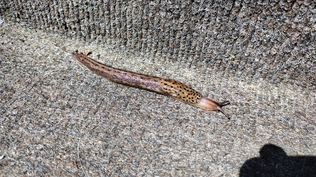 Leopard Slug from Country Homes, WA, USA on June 3, 2023 at 10:38 AM by ...