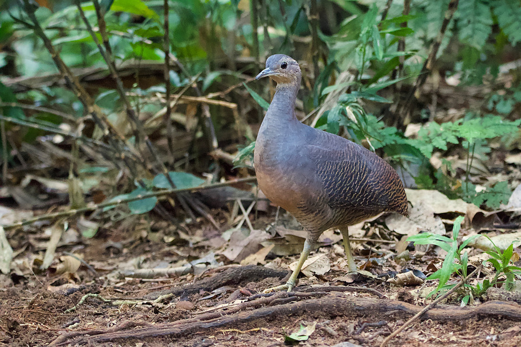 Yellow-legged Tinamou in June 2019 by Luiz Fernando Matos · iNaturalist
