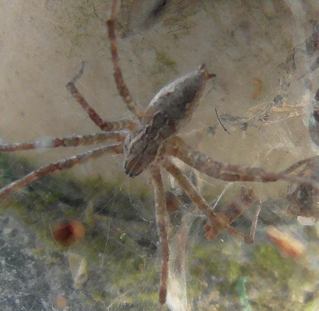 Tree-wolf Fishing Spider from Watsonville QLD 4887, Australia on June 3 ...