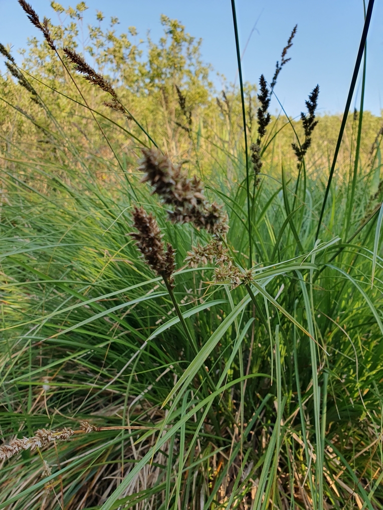 Greater Tussock-sedge from Cubert, Newquay TR8 5PY, UK on June 3, 2023 ...