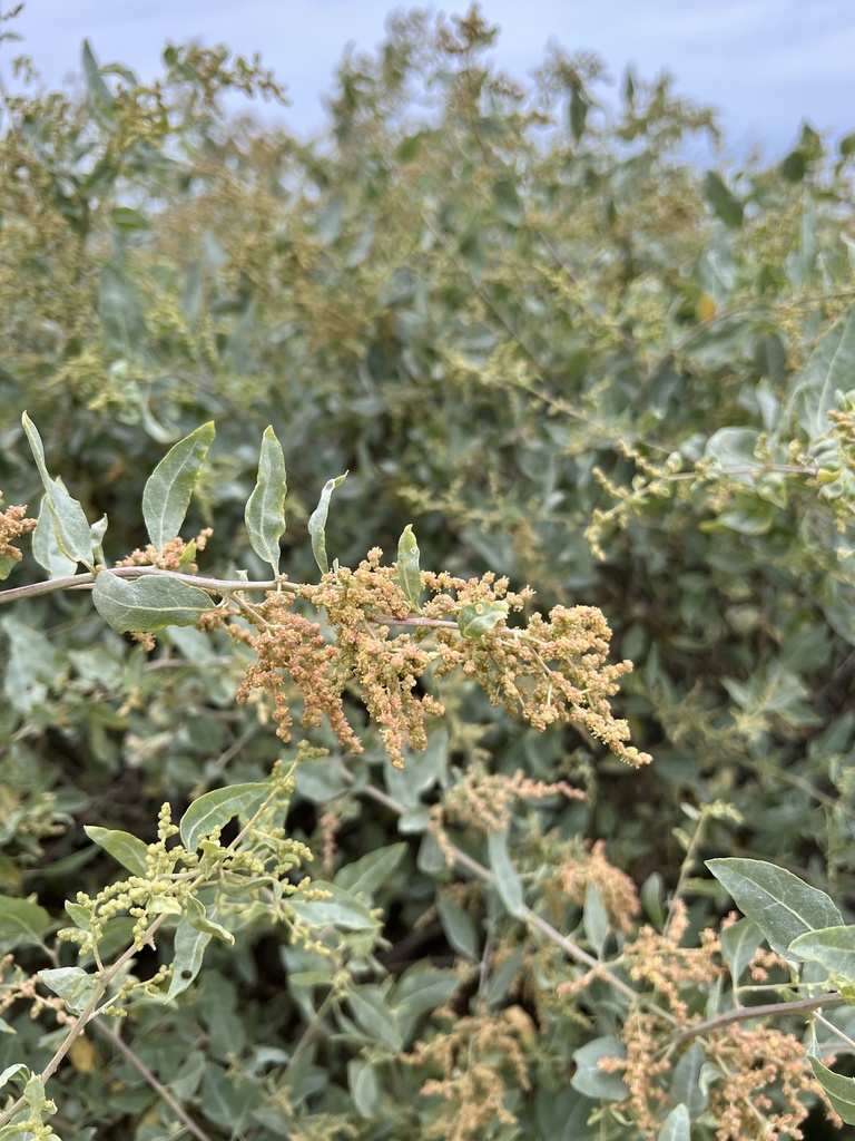 big saltbush from Crystal Cove State Park, Newport Beach, CA, US on ...