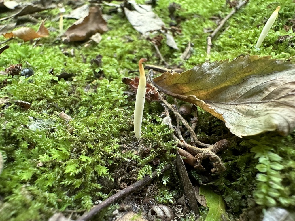 Fairy Fingers from Nesbit Park, Bartlett, TN, US on June 3, 2023 at 11: ...