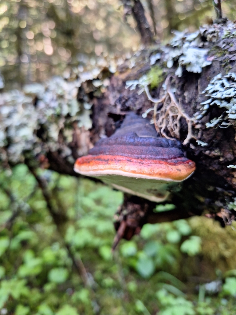 Red-banded Conks from Harpster, ID 83552, USA on May 29, 2023 at 07:47 ...