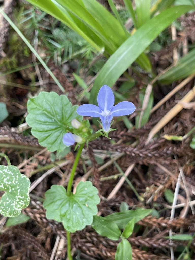 forest lobelia from Mebbin National Park, Mebbin, NSW, AU on June 3 ...