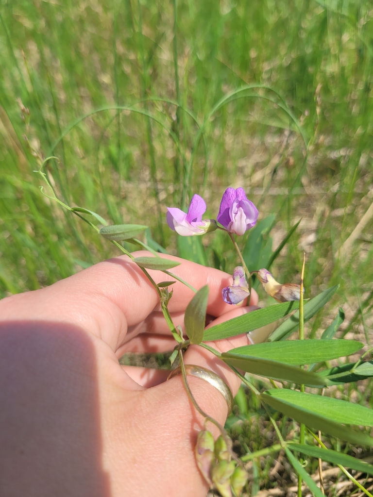 marsh pea from Riverton Township, MN, USA on June 3, 2023 at 03:01 PM ...