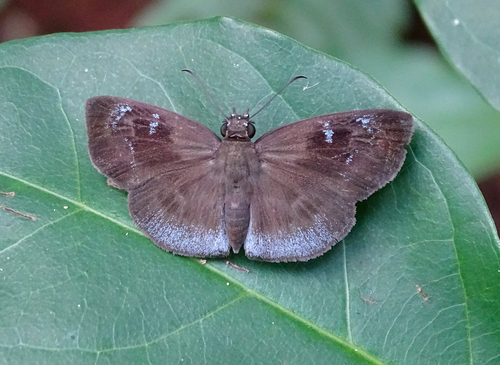 Pythonides assecla · iNaturalist Ecuador