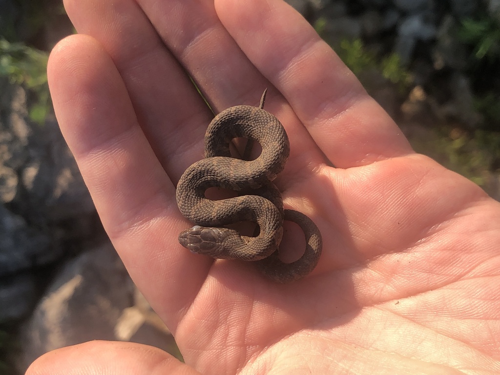 Common Watersnake from Burchard Lake, Burchard, NE, US on June 3, 2023 ...