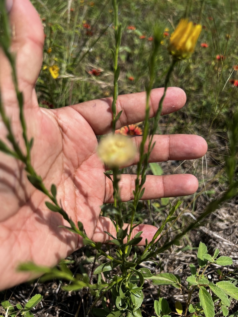Sleepy Daisy from FM-681, Linn, TX, US on June 3, 2023 at 03:46 PM by ...