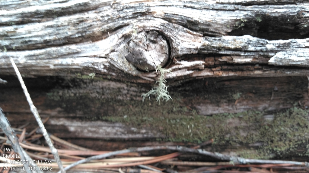 common lichens from Mora County, US-NM, US on June 3, 2023 at 10:10 AM ...