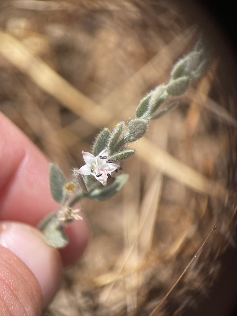 Alkali Weed from Canyon Dr, Costa Mesa, CA, US on June 3, 2023 at 01:22 ...