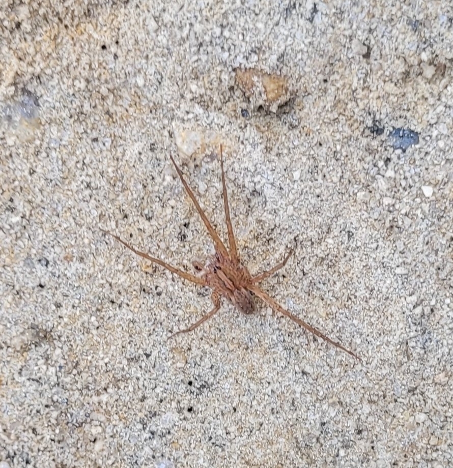 Southeastern Wandering Spider from Zirconia, NC 28790, USA on June 3 ...