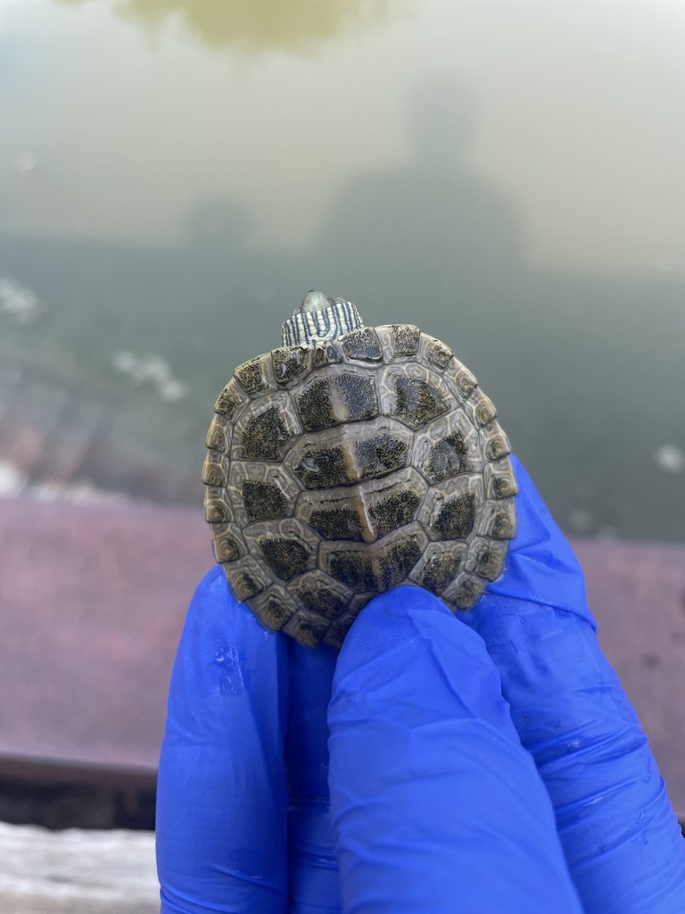 Northern Map Turtle in June 2023 by Alexander Campbell. 1/10 ...