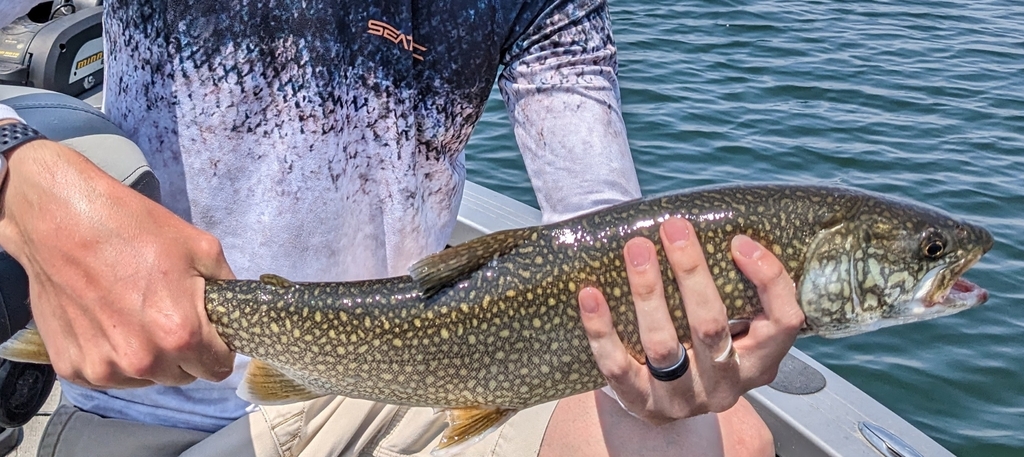 Lake Trout from Ledyard, NY, USA on June 2, 2023 at 01:15 PM by Ben ...