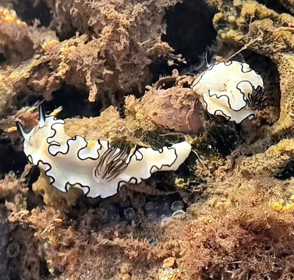 Black-margined Nudibranch from Port Hedland WA 6721, Australia on June ...