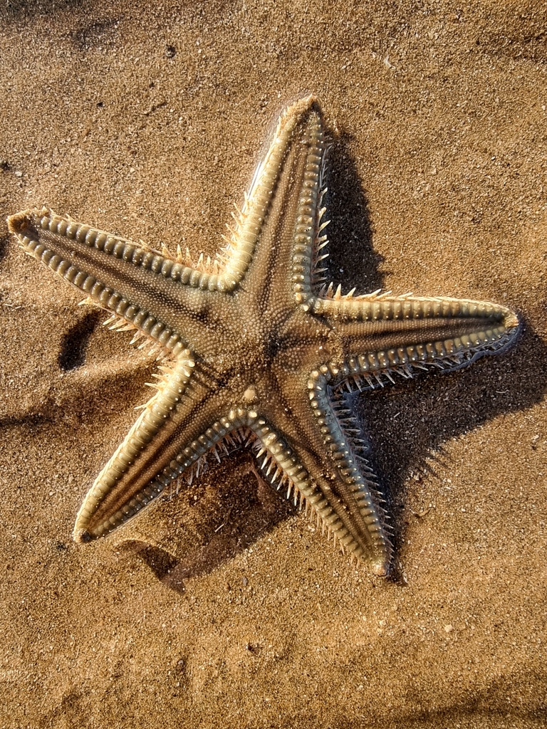 Astropecten from Port Hedland, WA, Australia on June 3, 2023 at 04:02 ...
