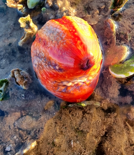 the-reef-stalker's Identifications · iNaturalist