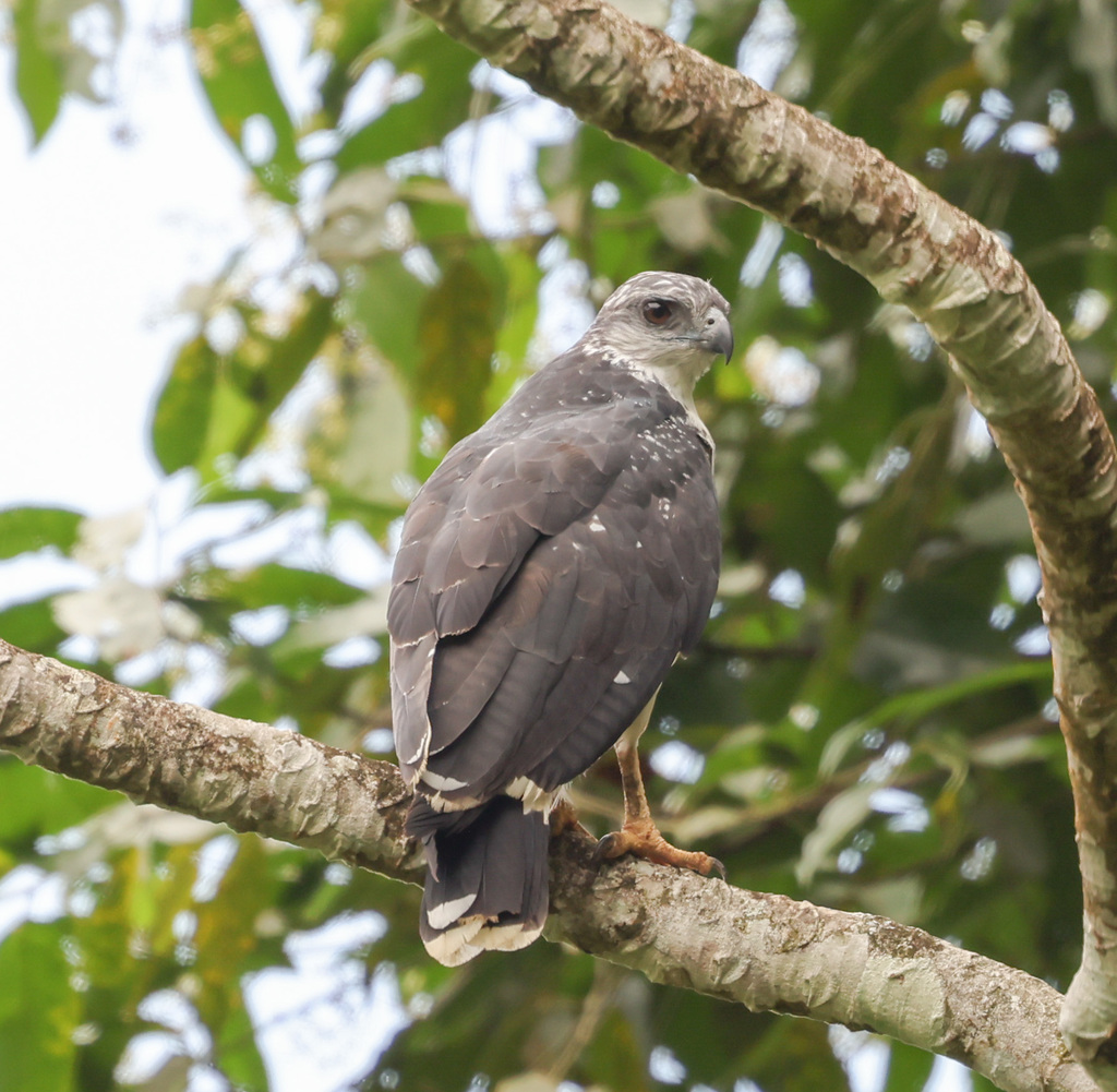Gray-backed Hawk in May 2023 by LostInCR · iNaturalist