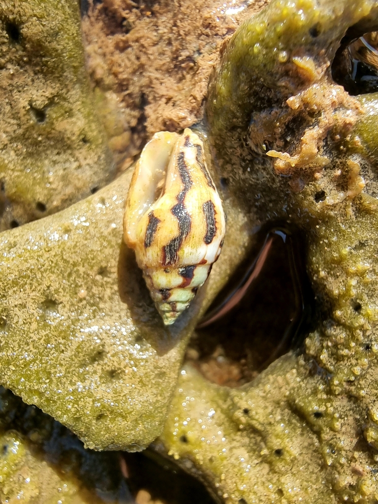 Pyrene flava from Port Hedland WA 6721, Australia on June 3, 2023 at 03:21 PM by Ilze Keevy ...