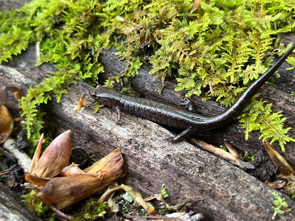 Vernal Ponds And Jefferson Salamanders Hike Duncannon
