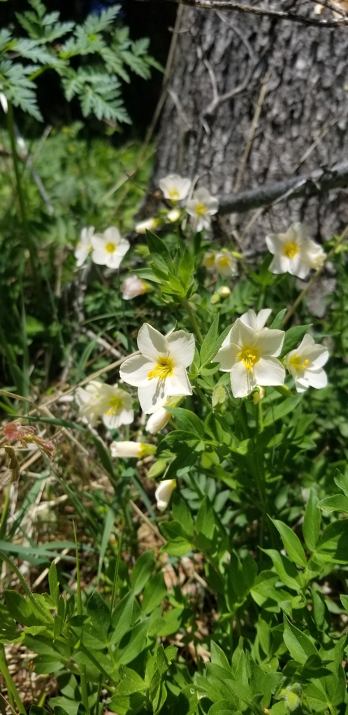 Oregon polemonium from Hobart Peak on May 30, 2023 at 01:16 PM by ...