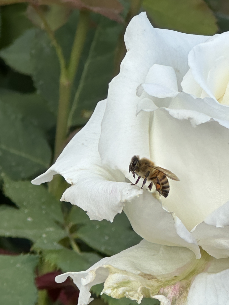 Western Honey Bee from University, Riverside, CA 92507, USA on May 3 ...