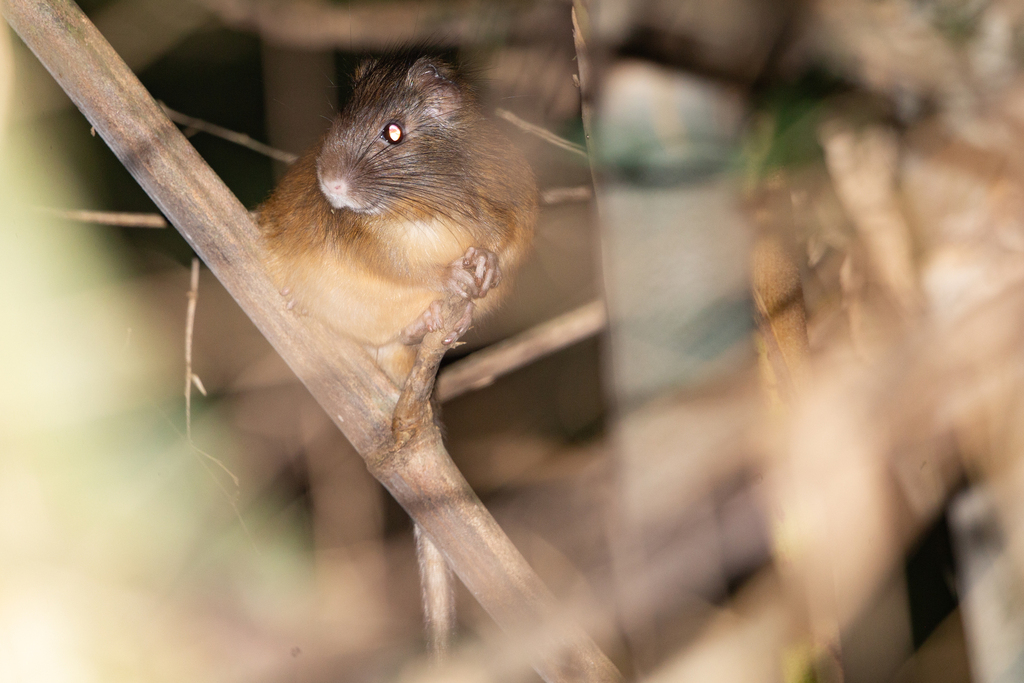 Atlantic Bamboo Rat in January 2020 by Jono Dashper · iNaturalist
