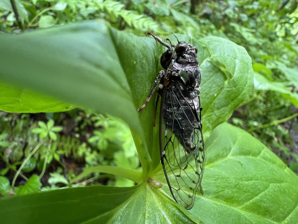 Ezo Spring Cicada from Takamine, Kutchan, Abuta-Gun, Hokkaido, JP on ...