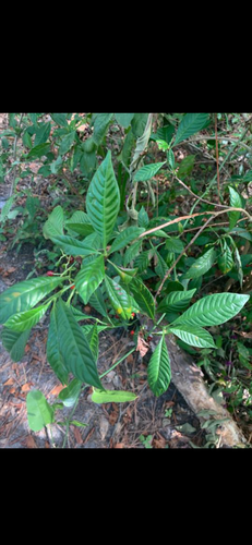 Shiny-leaved Wild Coffee (SPC Bay Pines STEM Center Flora and Fauna ...