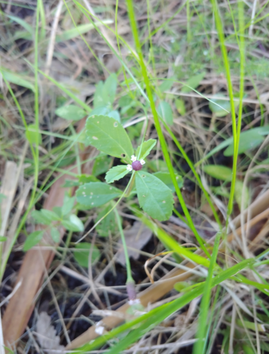 turkey tangle frogfruit (SPC Bay Pines STEM Center Flora and Fauna ...
